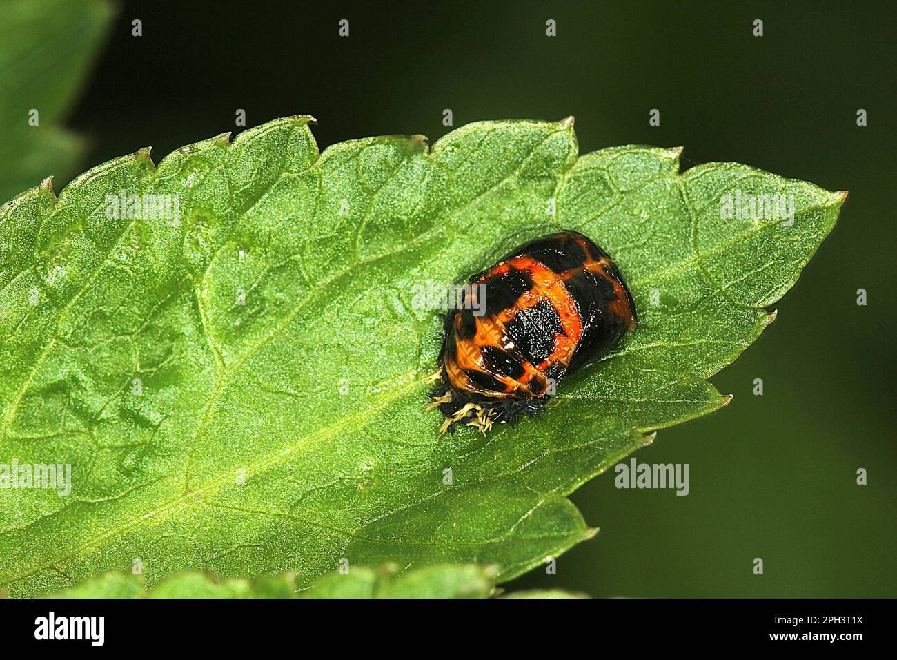 Harlequin ladybird beelte (Harmonia axyridis) life cycle Stock Photo ...