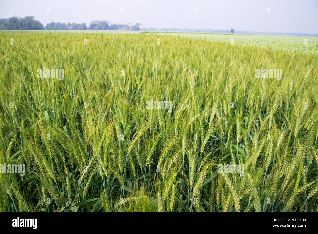 Green Wheat plantation agriculture harvest field Stock Photo - Alamy