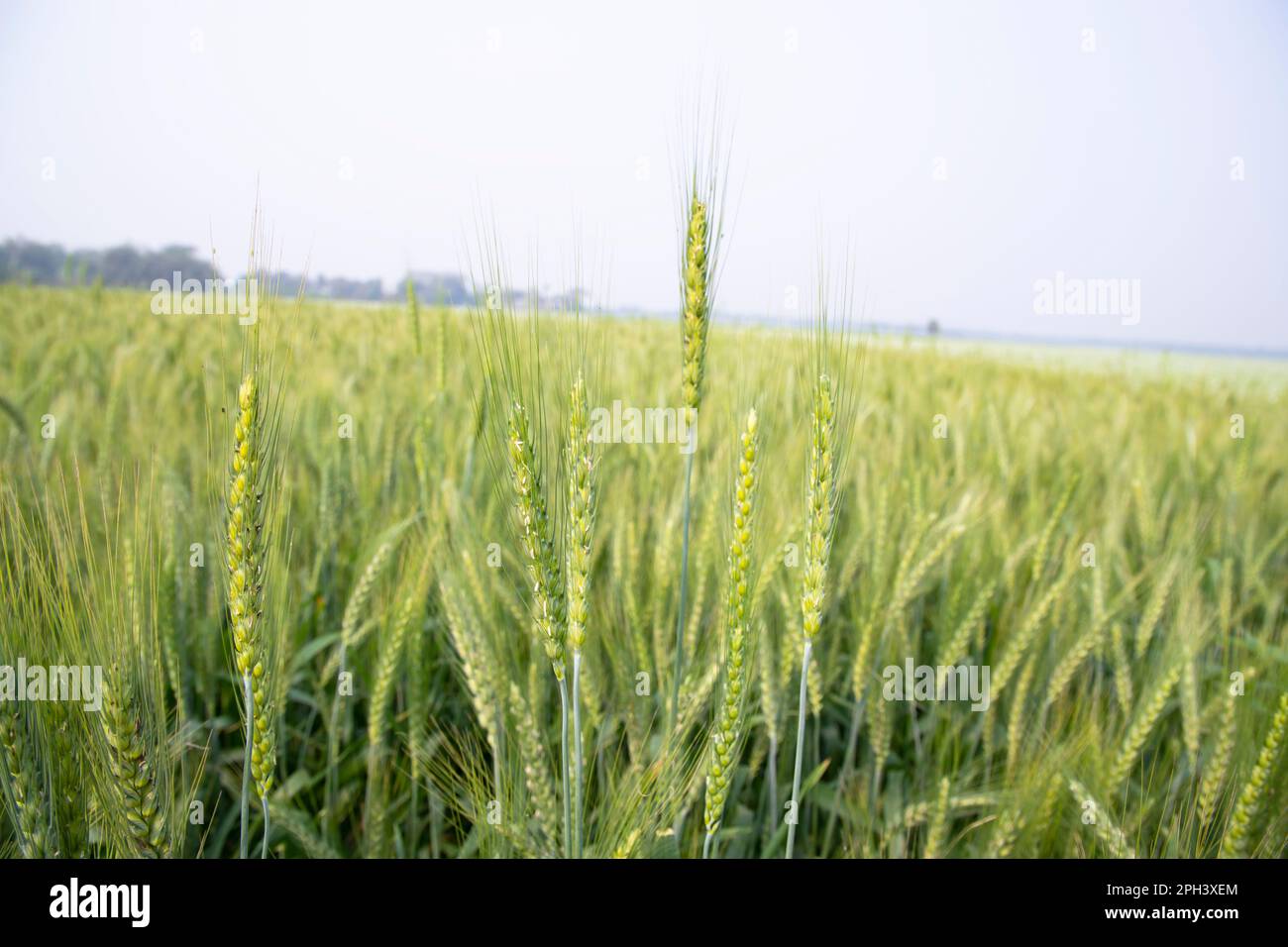 Spike wheat in sunlight hi-res stock photography and images - Alamy