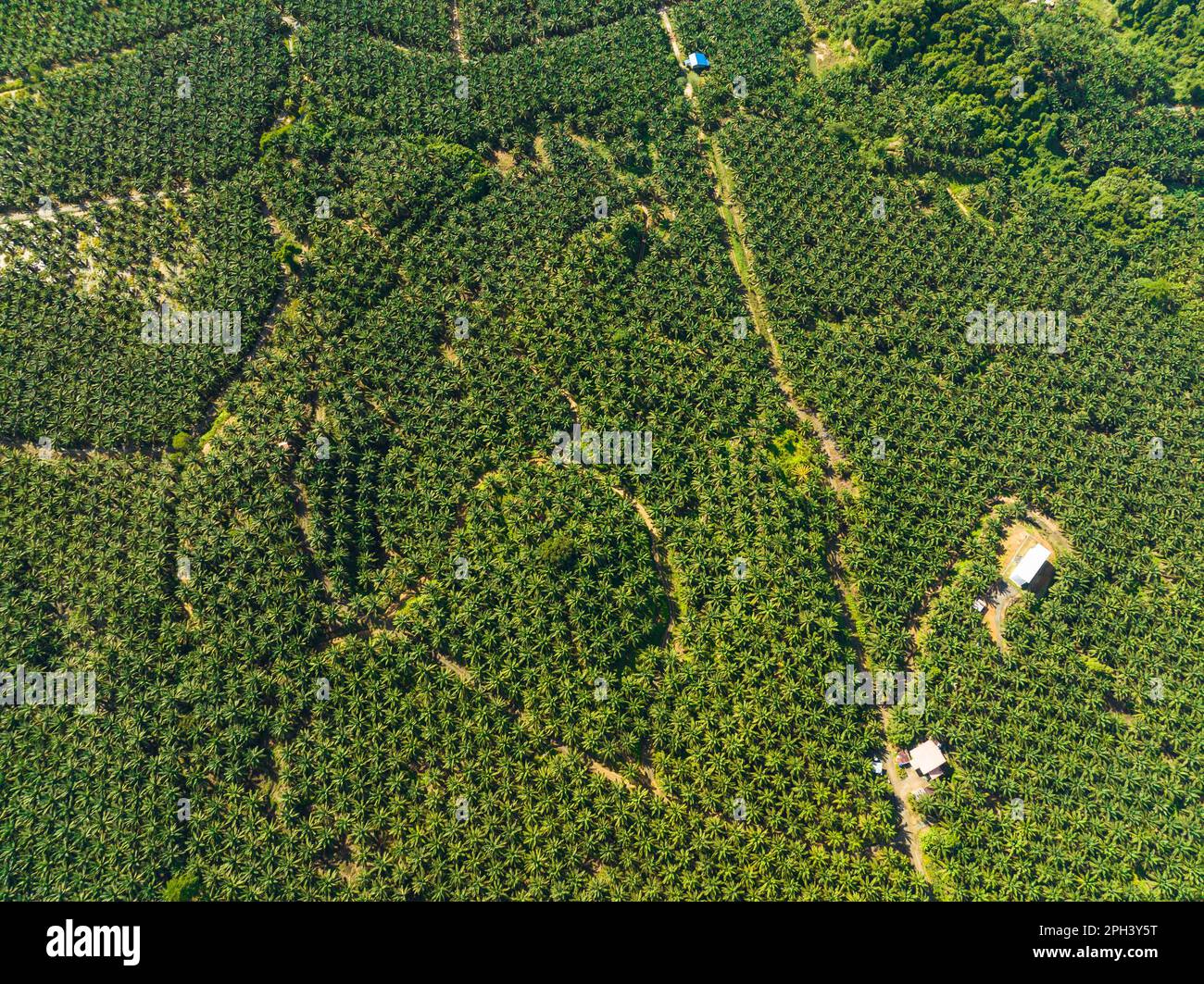 Aerial view of oil palm plantations in Malaysia. Oil palm estates in ...