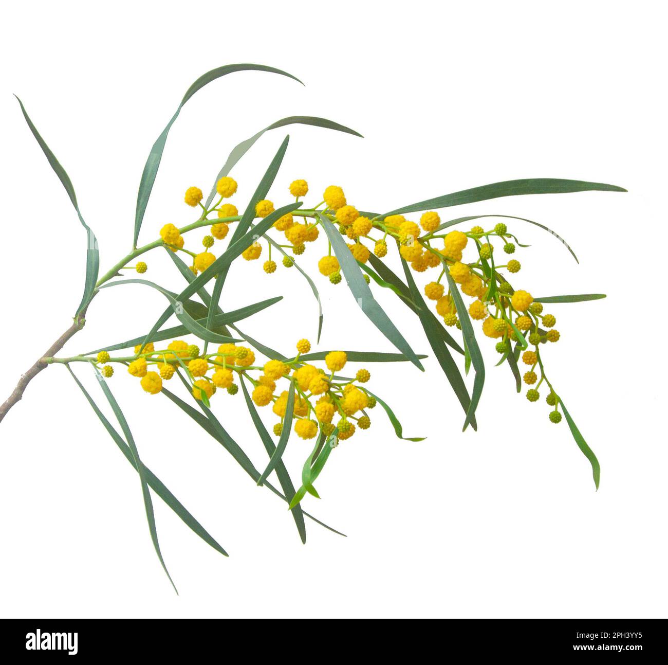 Acacia saligna hi-res stock photography and images - Alamy