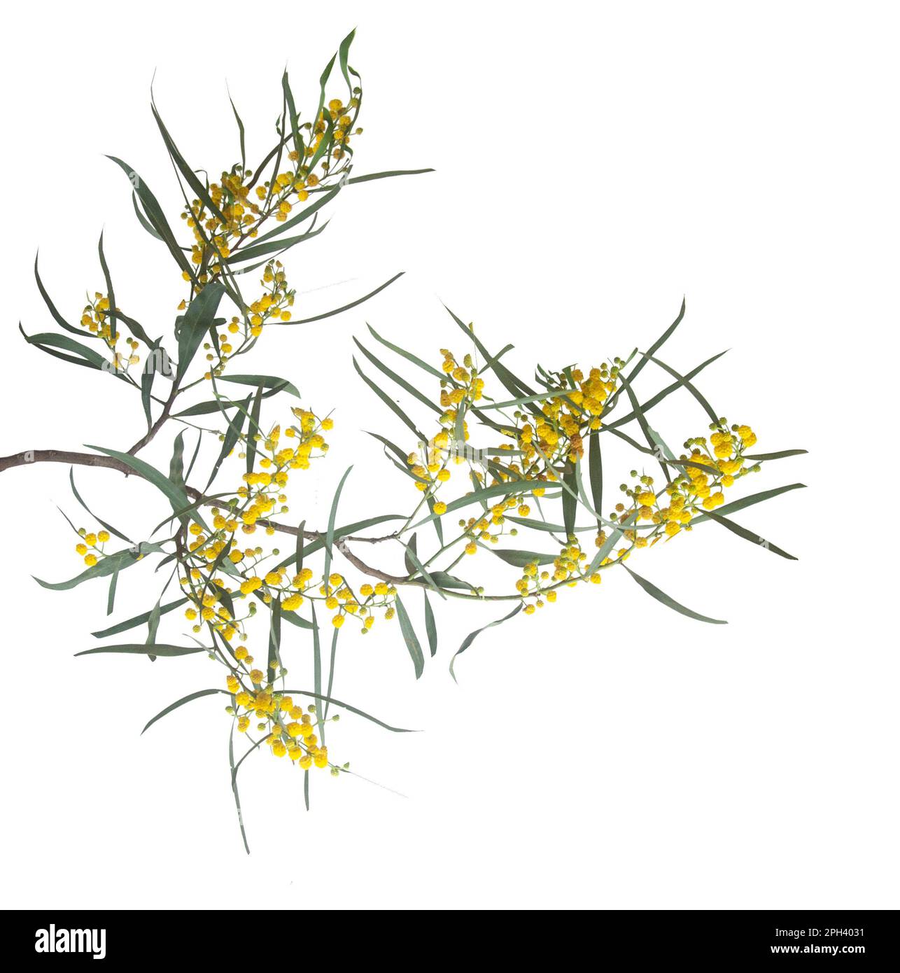 Acacia saligna Cut Out Stock Images & Pictures - Alamy