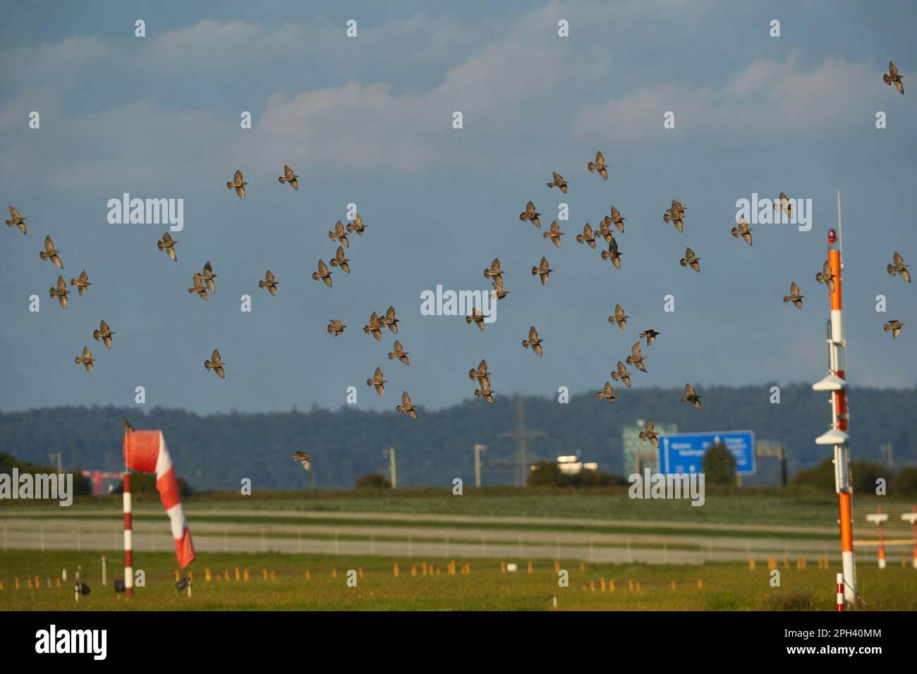 A flock of birds with many animals flies over the runway of the airport ...