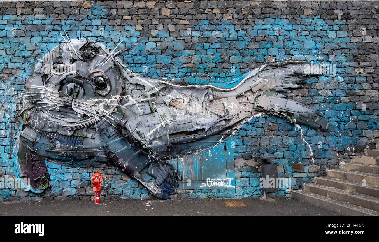 Street art, graffiti and collage of a seal, Camara de Lobos, Madeira, Portugal Stock Photo - Alamy