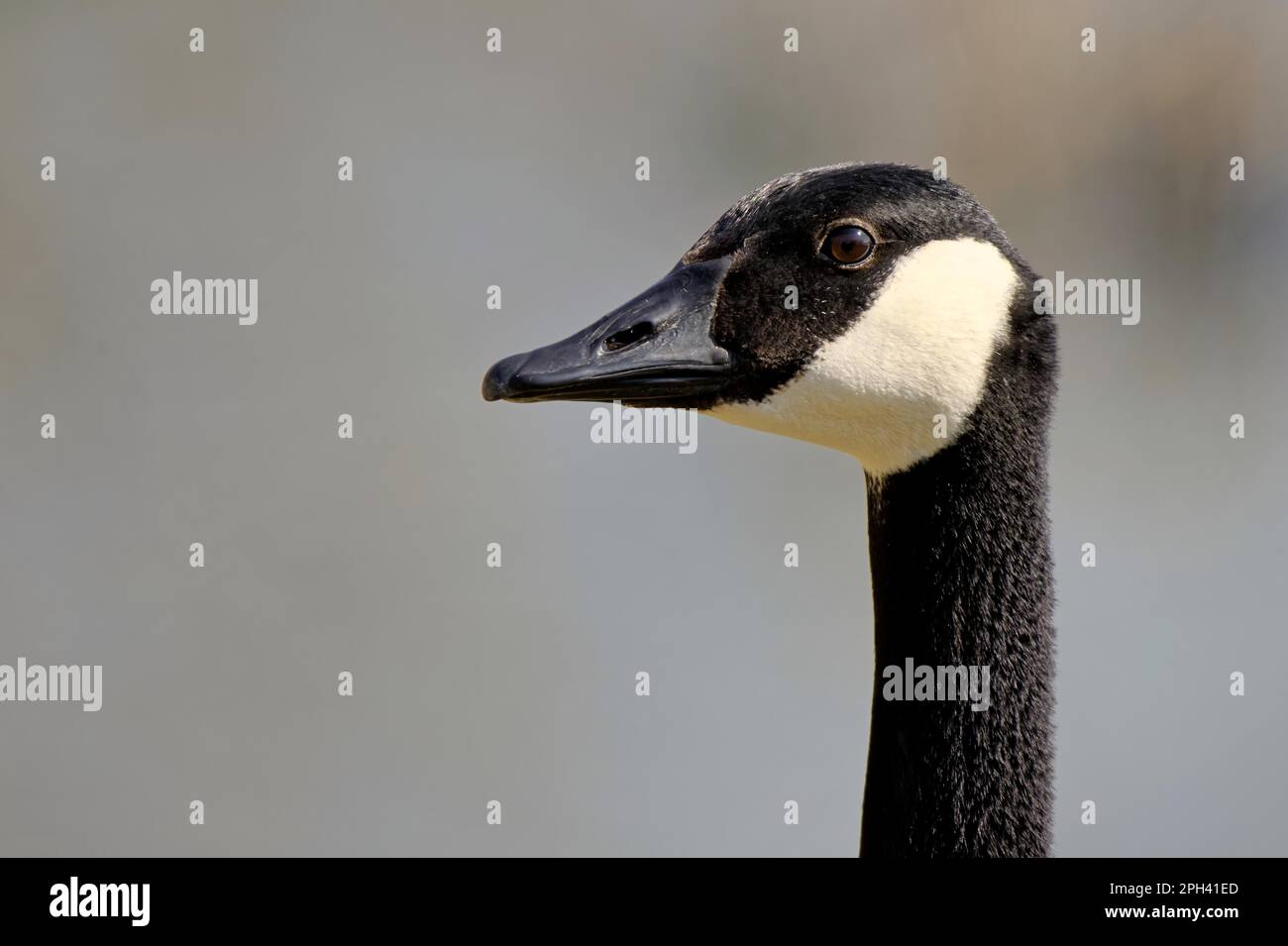 Black goose face hi-res stock photography and images - Alamy