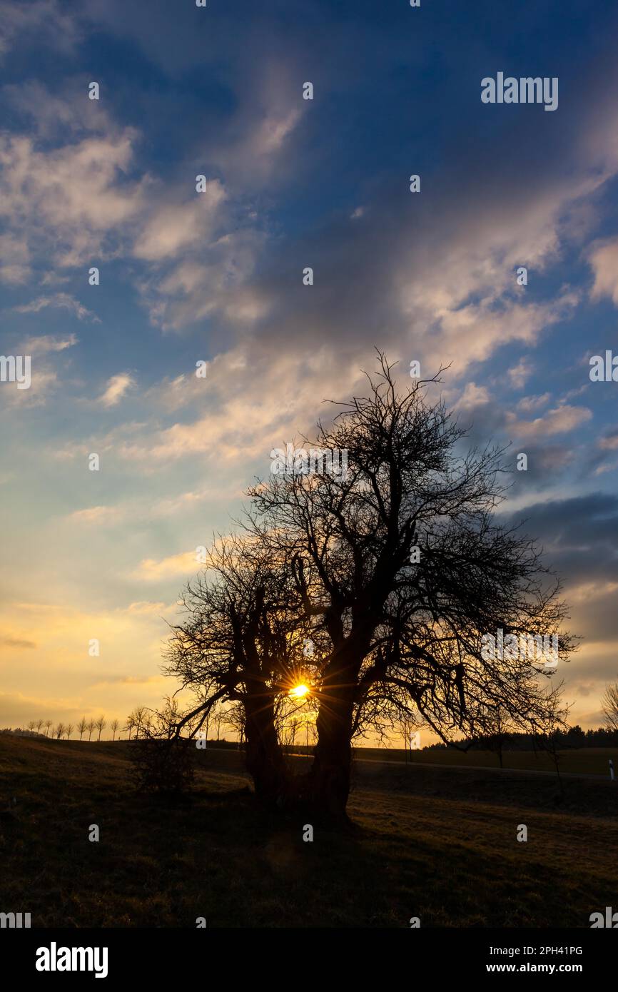Tree in the sunset Stock Photo - Alamy