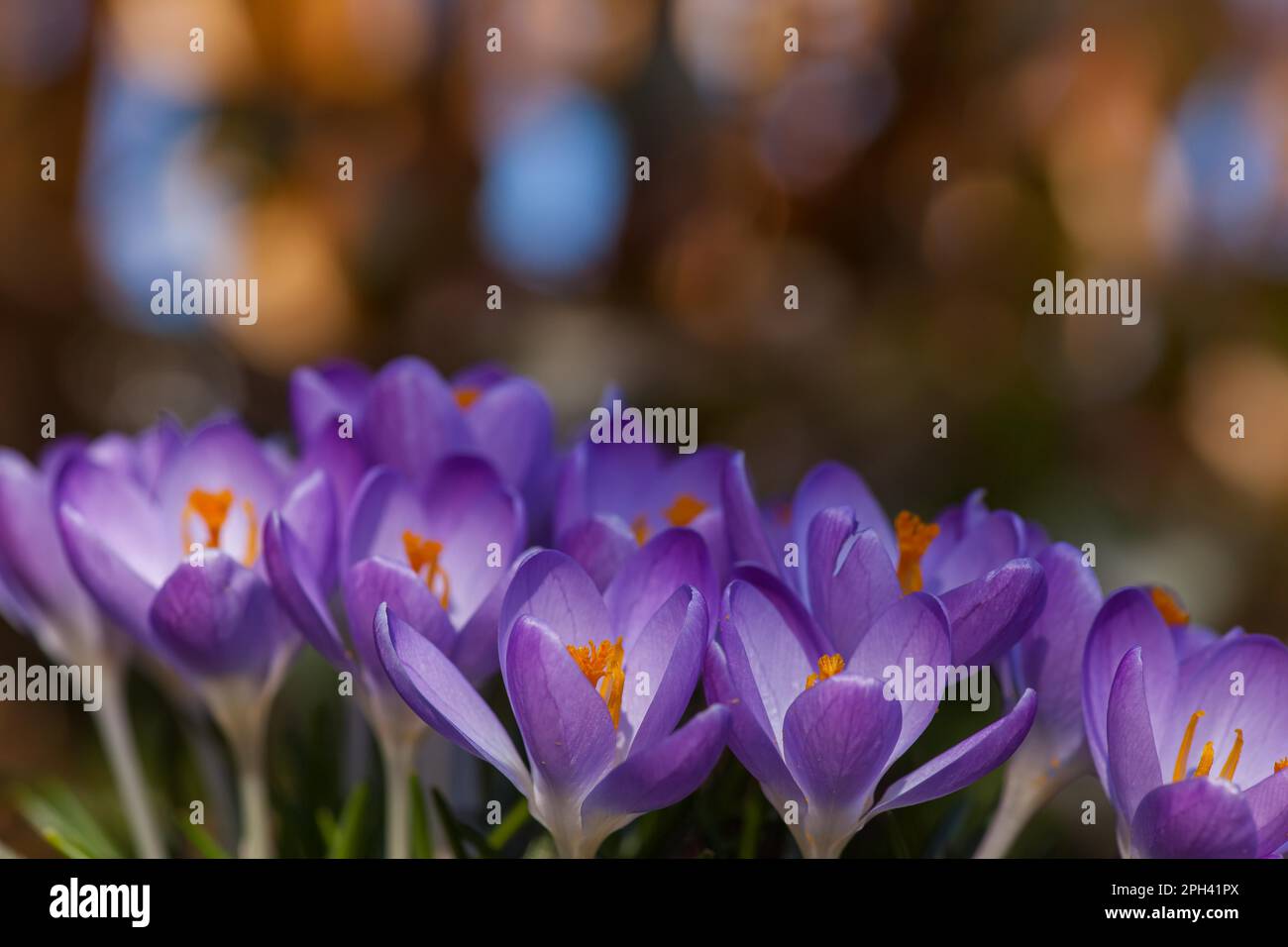 Crocuses in bloom in spring Stock Photo - Alamy