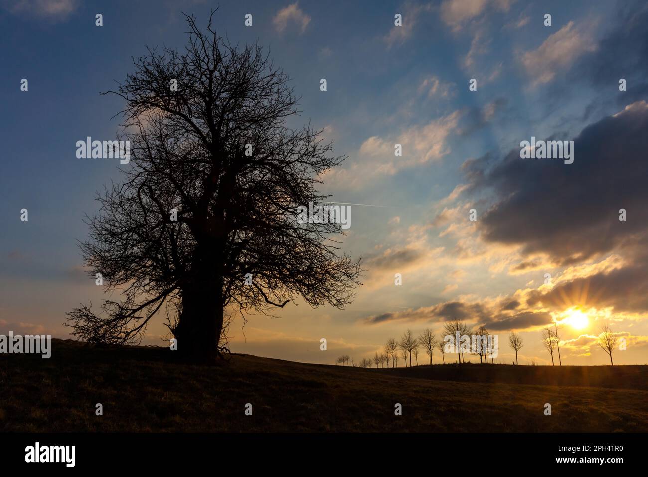 Tree in the sunset evening sky Stock Photo - Alamy
