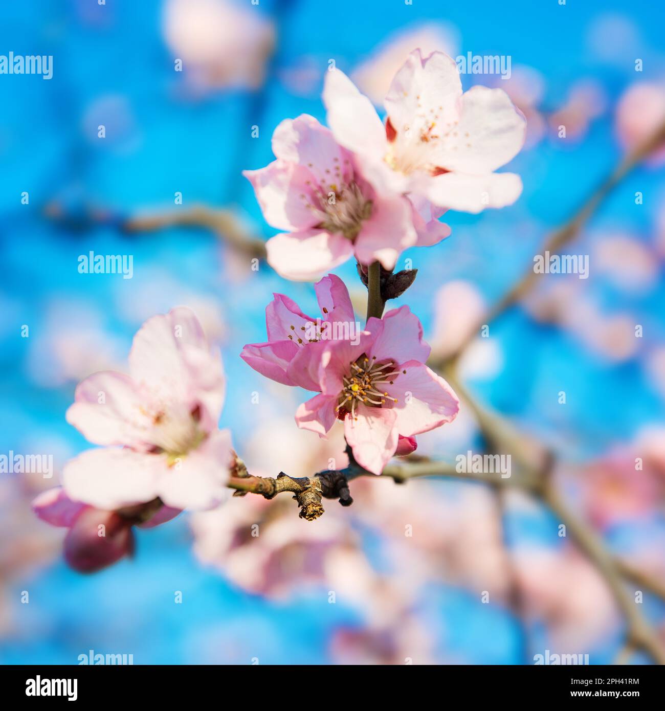 picture of a tree with pink spring blossoms Stock Photo - Alamy