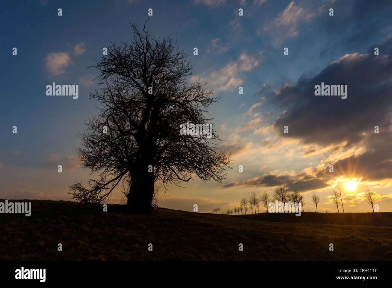 Tree in the sunset evening sky Stock Photo - Alamy