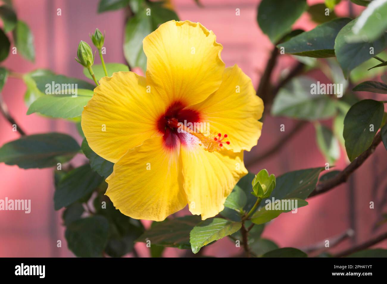 Chinese rose marshmallow, chinese hibiscus (Hibiscus rosa-sinensis ...