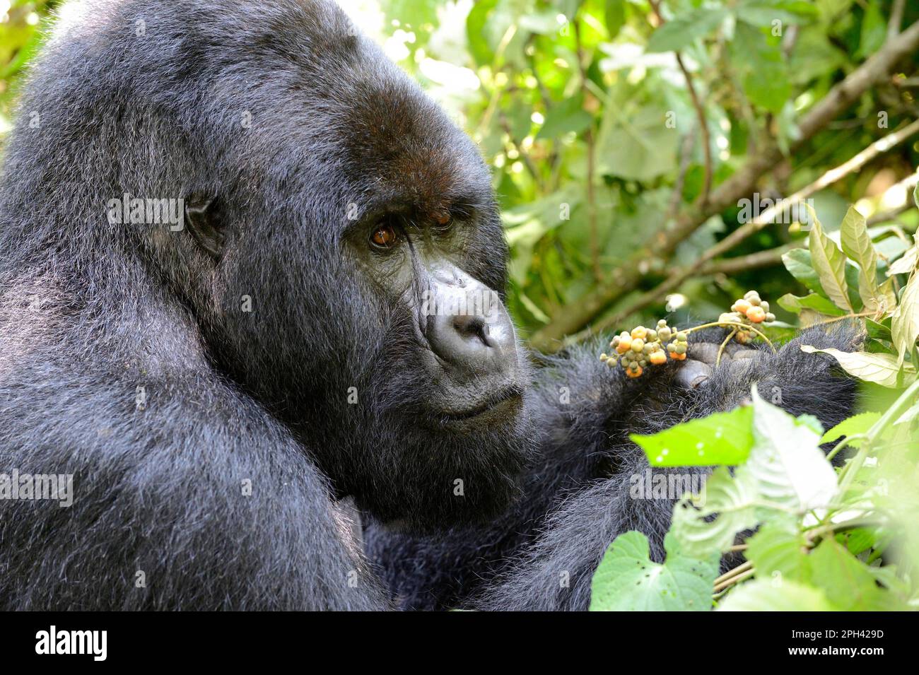 Portrait of a male silverback mountain gorilla (Gorilla beringei ...