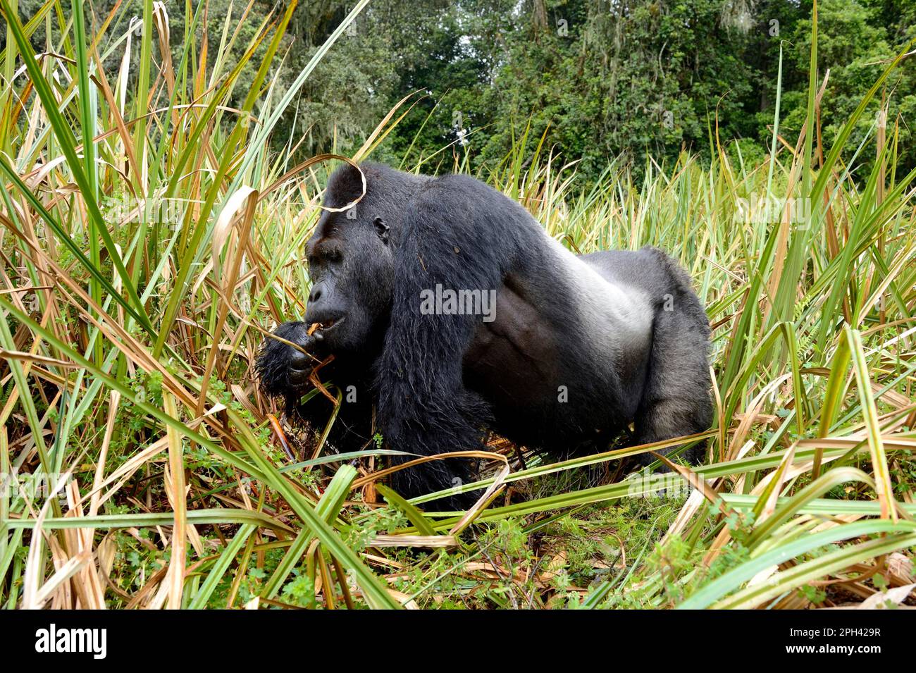 Eastern lowland gorilla, Eastern lowland gorillas (Gorilla beringei ...