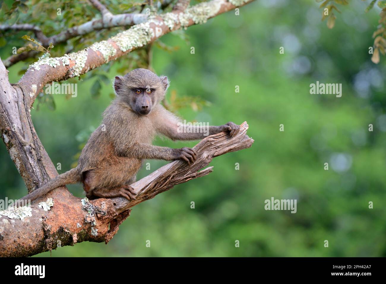Young olive baboon (Papio cynocephalus anubis) sitting in a tree ...