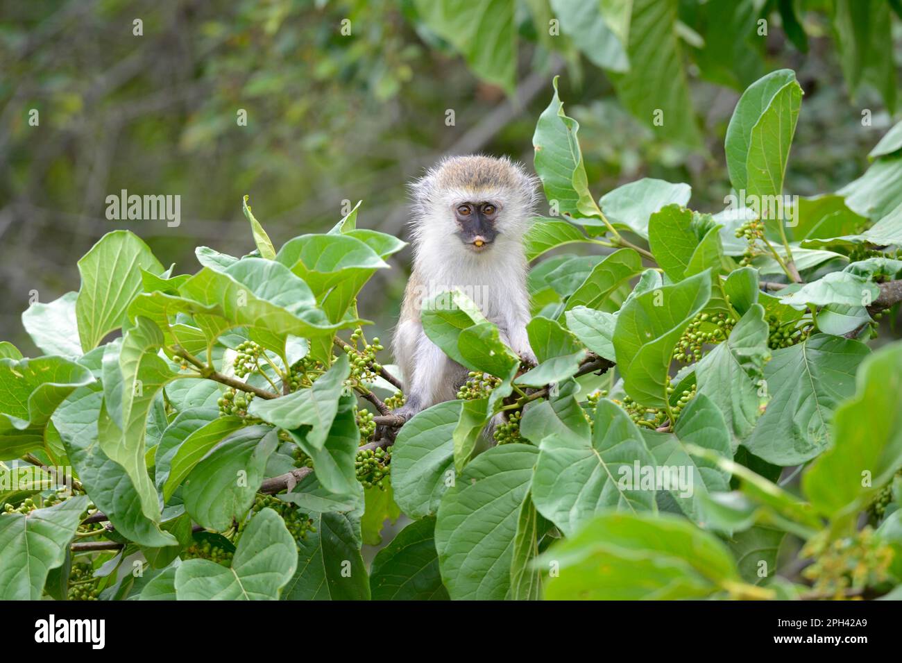 Chlorocebus aethiops, Copithecus aethiops, vervet monkey, vervet ...