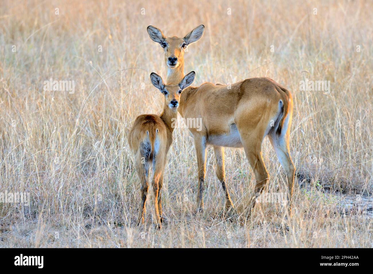 Uganda kob (Kobus kob thomasi), female and baby on alert, Queen ...