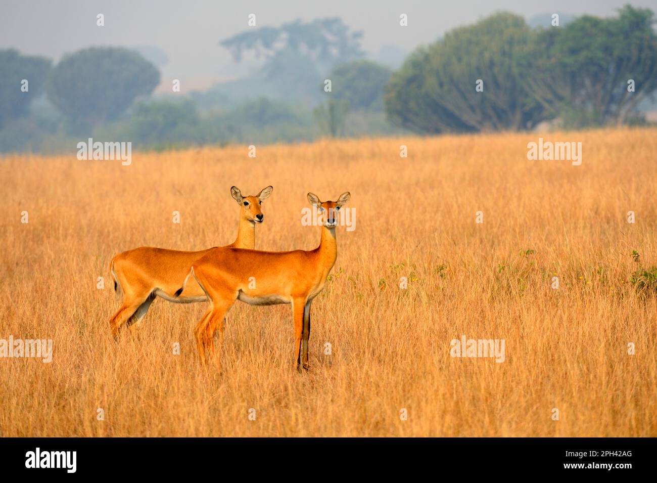 Adenota thomasi, Uganda kob (Kobus kob thomasi), Uganda kobs, antelopes ...