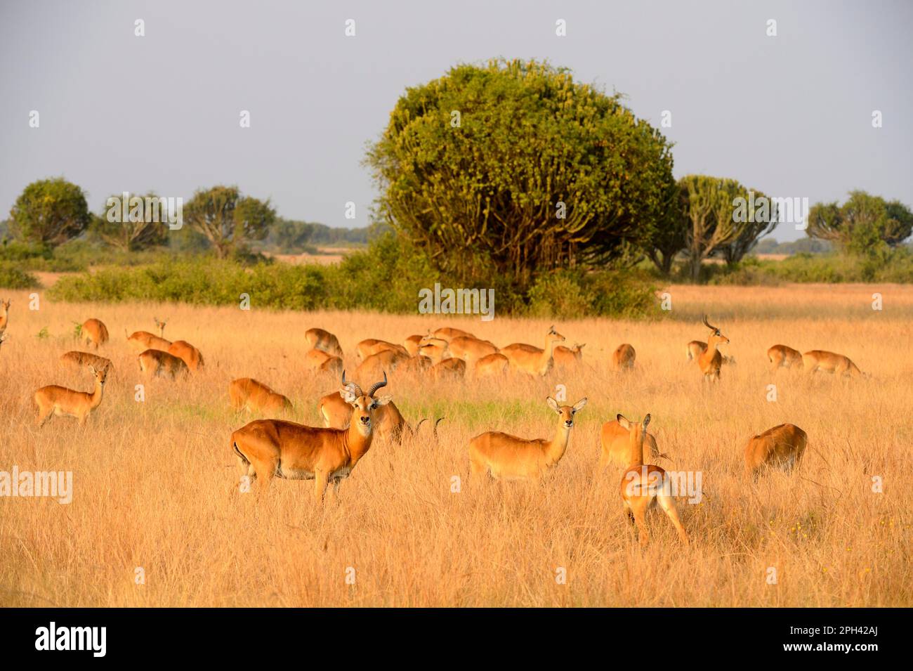 Group male female kob hi-res stock photography and images - Alamy