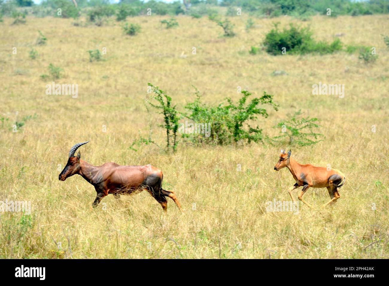 Lyra antelope, lyre antelopes, topi, topis, crescent antelope ...