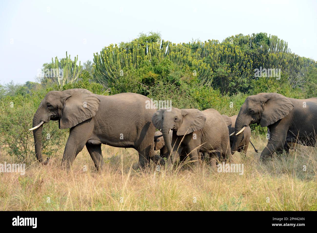 African elephant (Loxodonta africana) Elephant, elephants, mammals ...