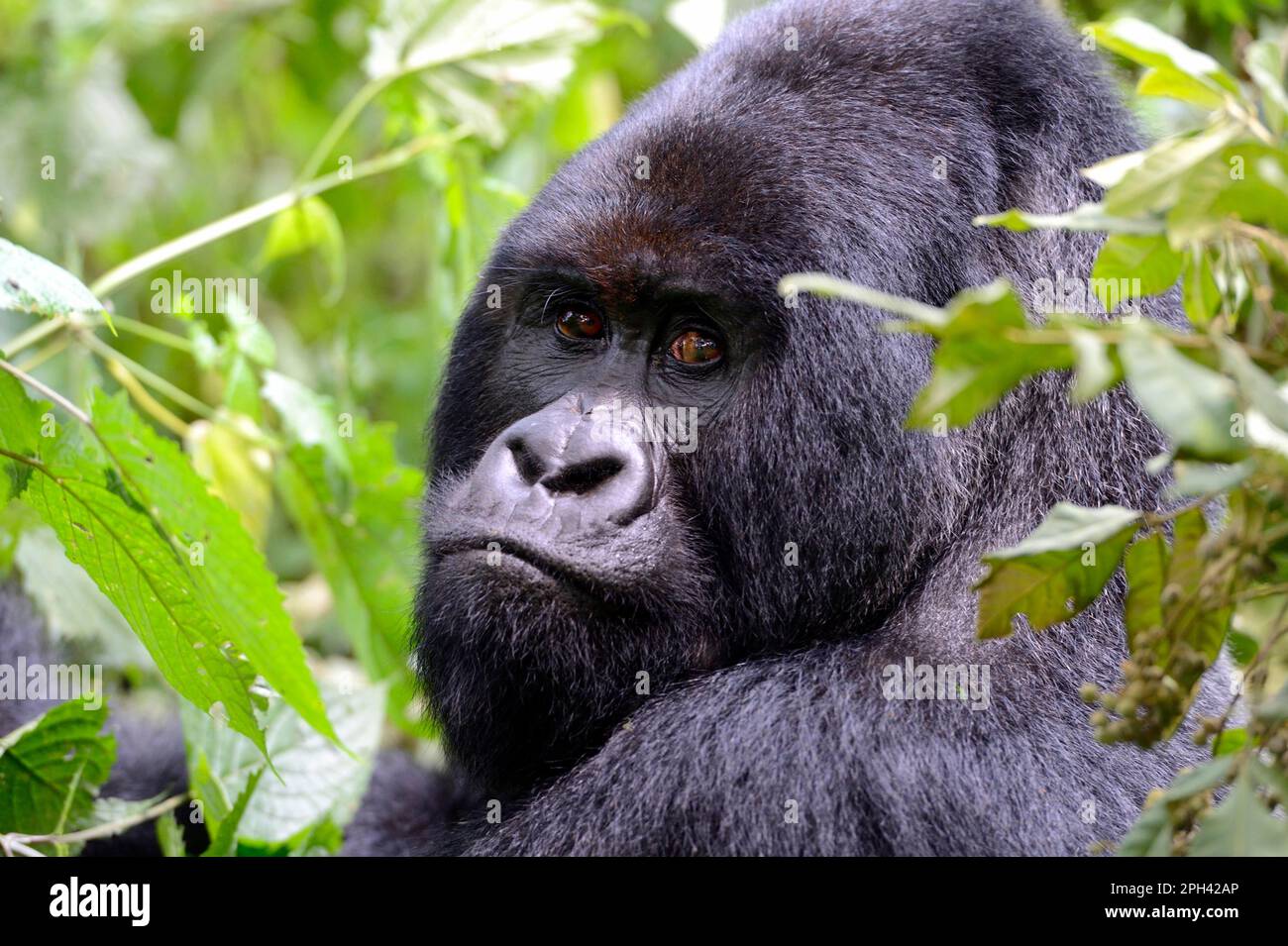 Portrait of a male silverback mountain gorilla (Gorilla beringei ...