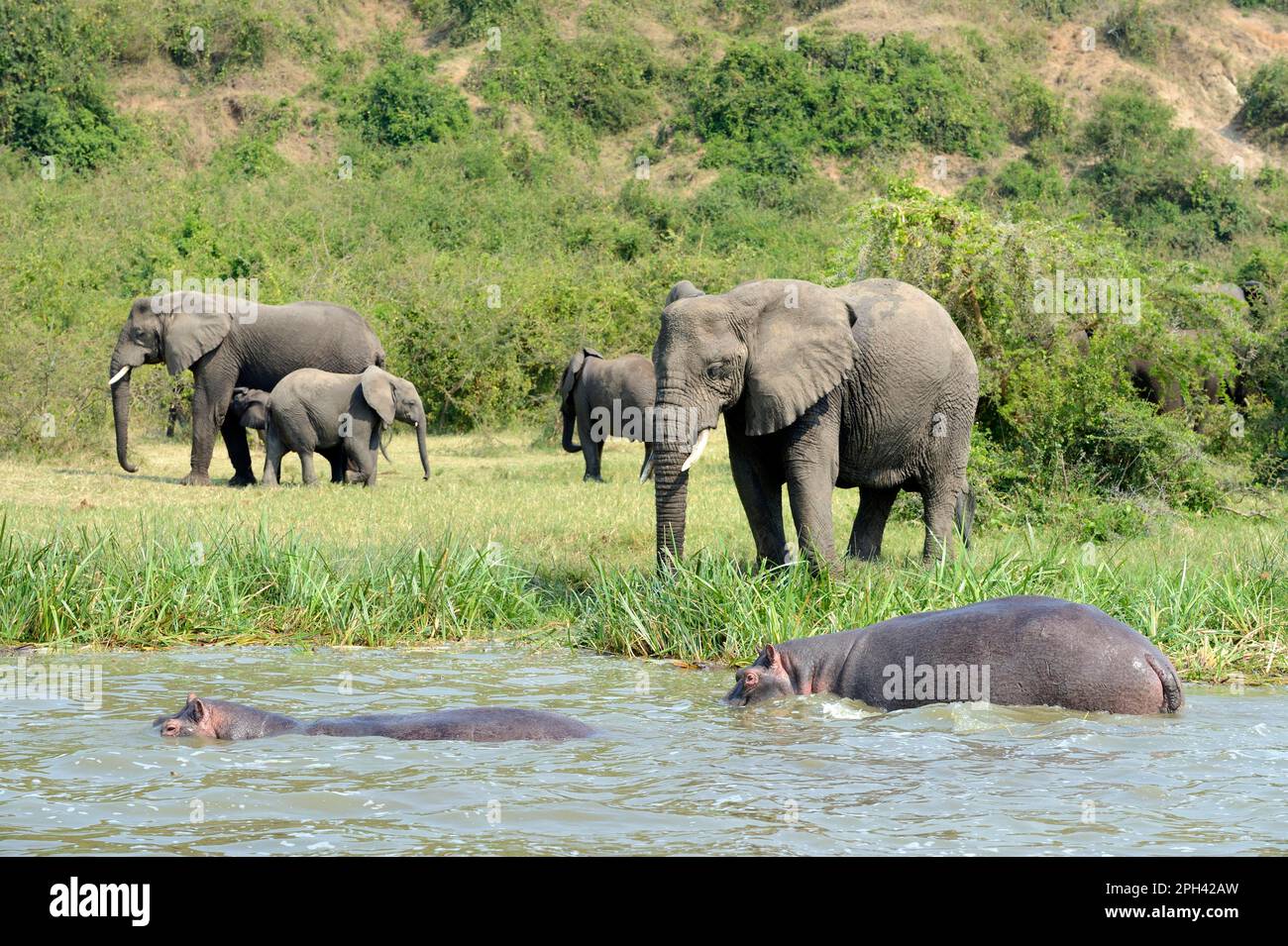 Hippo (Hippopotamus amphibius) and African elephant (Loxodonta africana ...