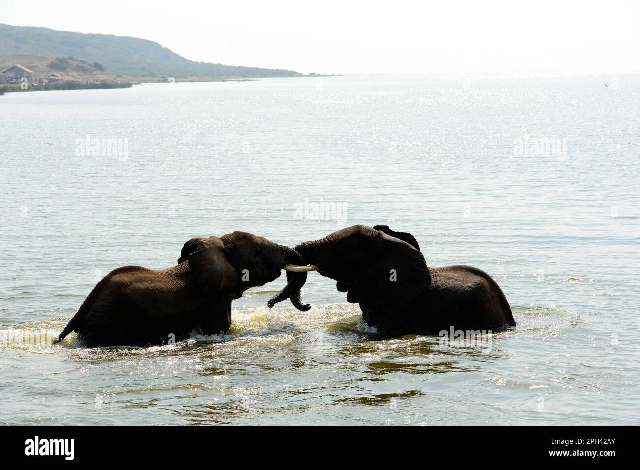 African elephant (Loxodonta africana) elephants, Elephants, Mammals ...