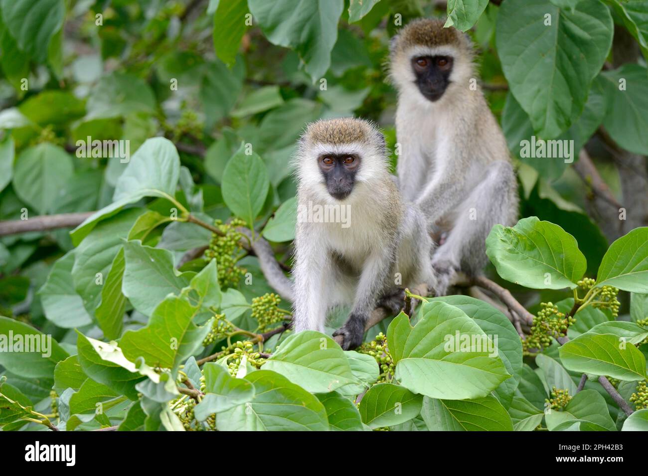 Chlorocebus aethiops, Copithecus aethiops, vervet monkeys, vervet ...