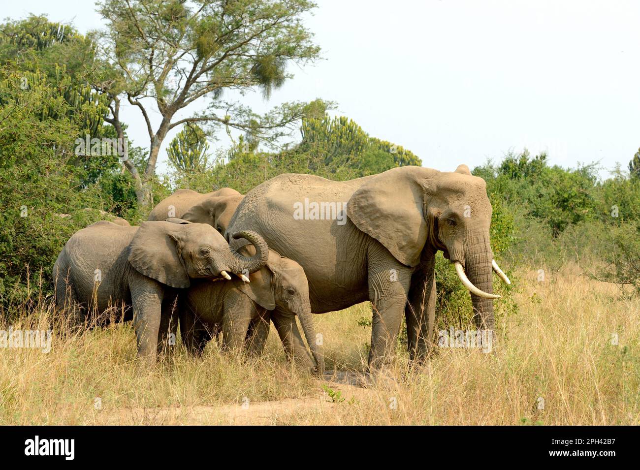 African elephant (Loxodonta africana) Elephant, elephants, mammals ...