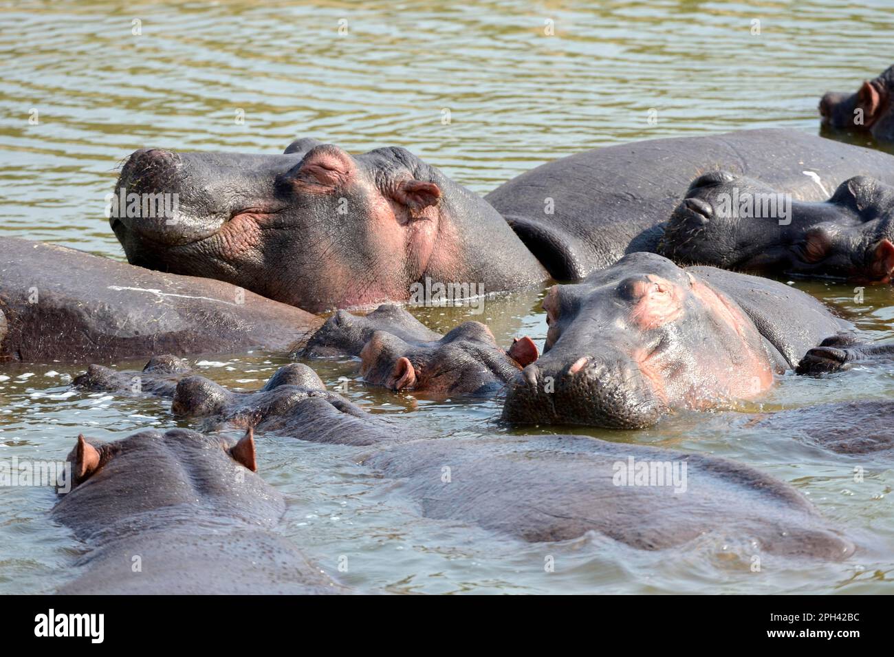 Hippopotamus (Hippopotamus amphibius), hippopotamus, Hippos, ungulates ...