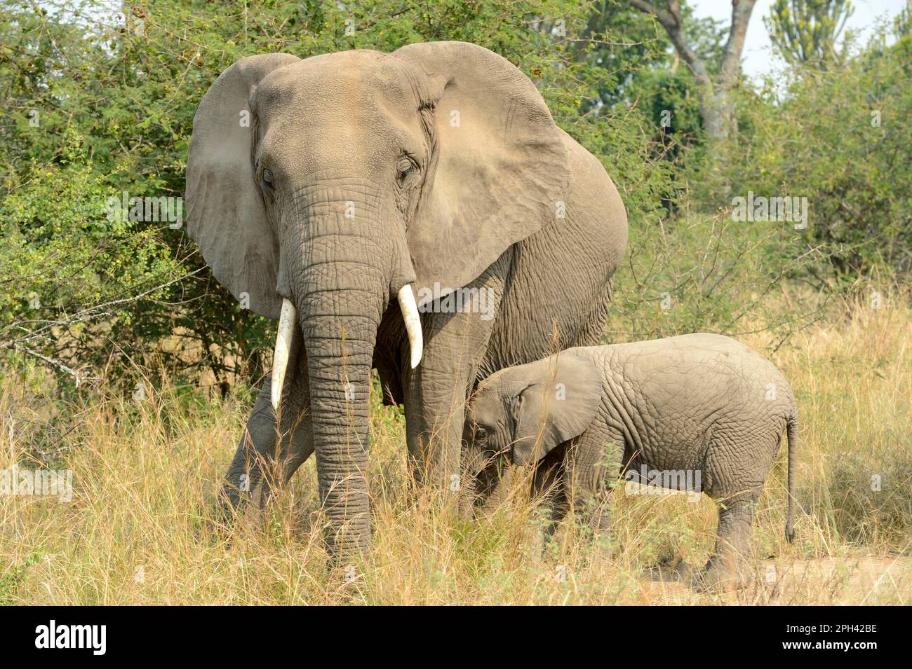 African elephant (Loxodonta africana) Elephant, elephants, mammals ...