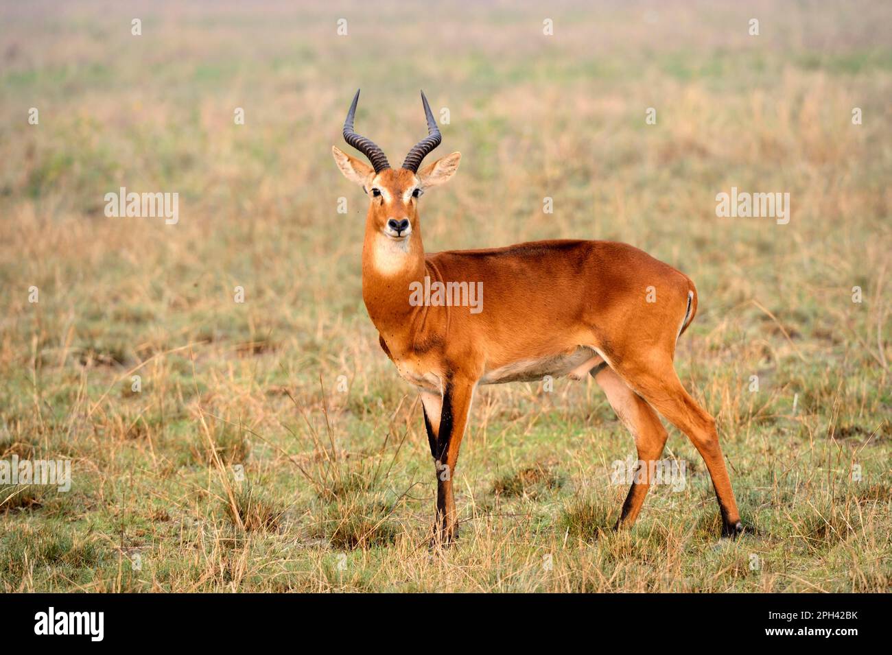 Adenota thomasi, Uganda kob (Kobus kob thomasi), Uganda kobs, antelopes ...