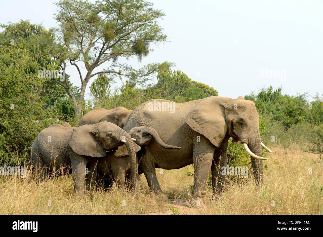 African elephant (Loxodonta africana) Elephant, elephants, mammals ...