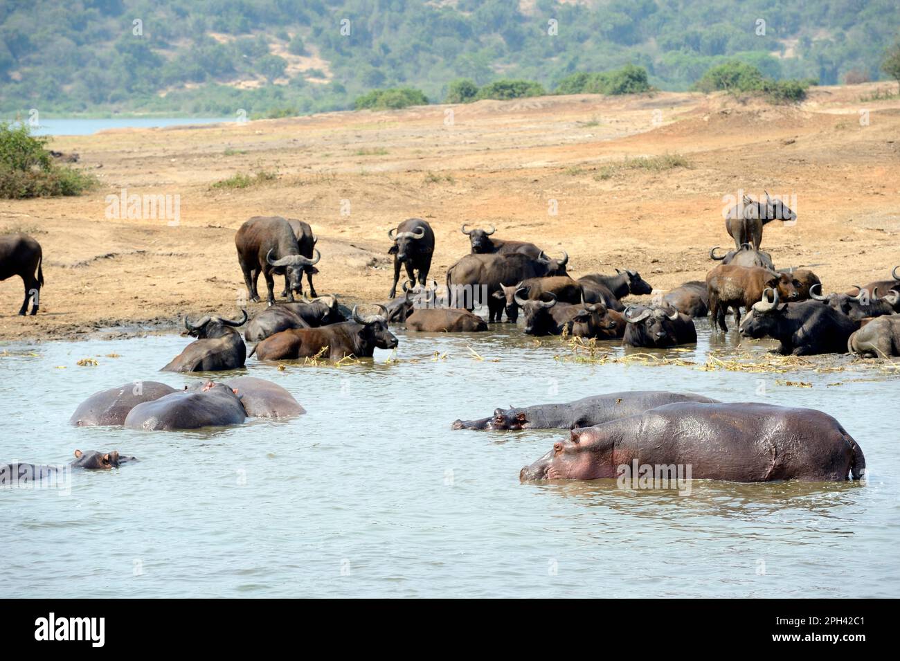 Hippo (Hippopotamus amphibius) and African, Cape buffalo (Syncerus ...