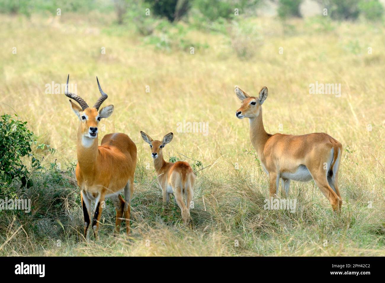 Uganda kob (Kobus kob thomasi), family, male, female and young, Queen ...