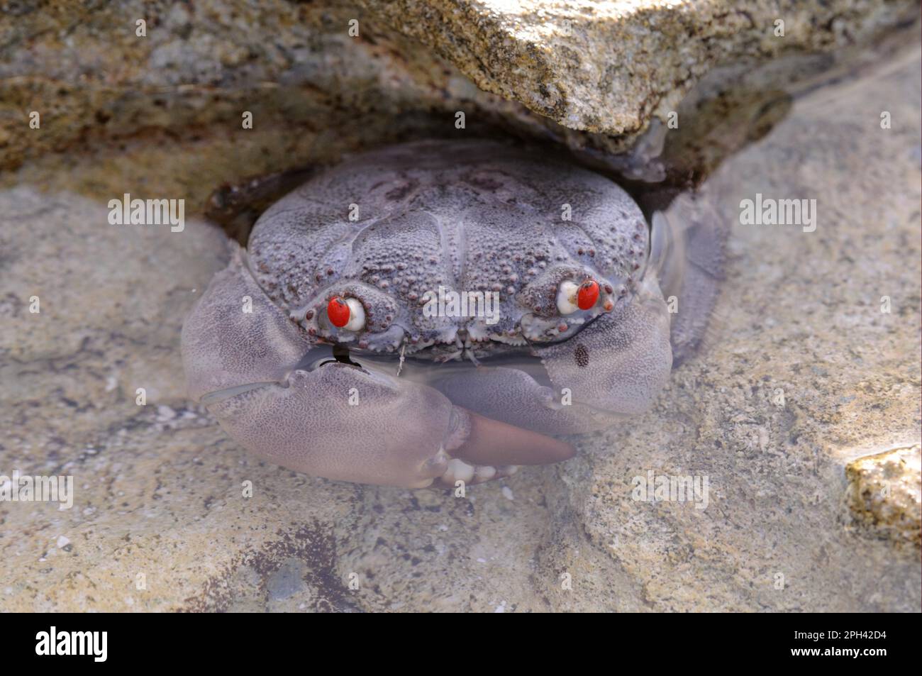 Red-eyed crab (Eriphia ferox) adult, in shallow water of rock pool ...