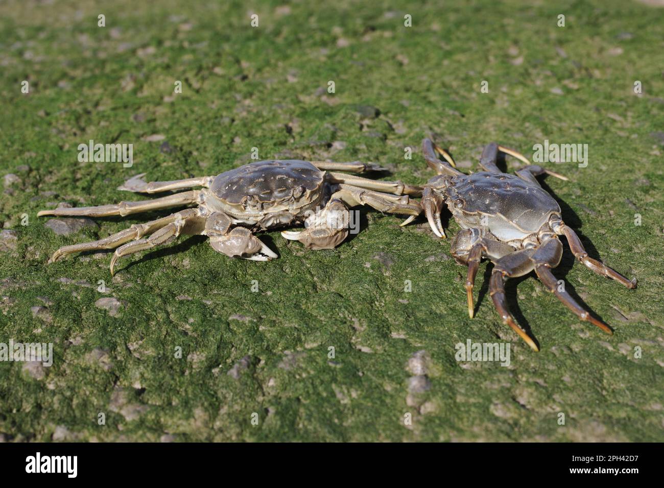 Chinese Mitten Crab (Eriocheir sinensis) introduced species, two adults, on shore, River Thames ...
