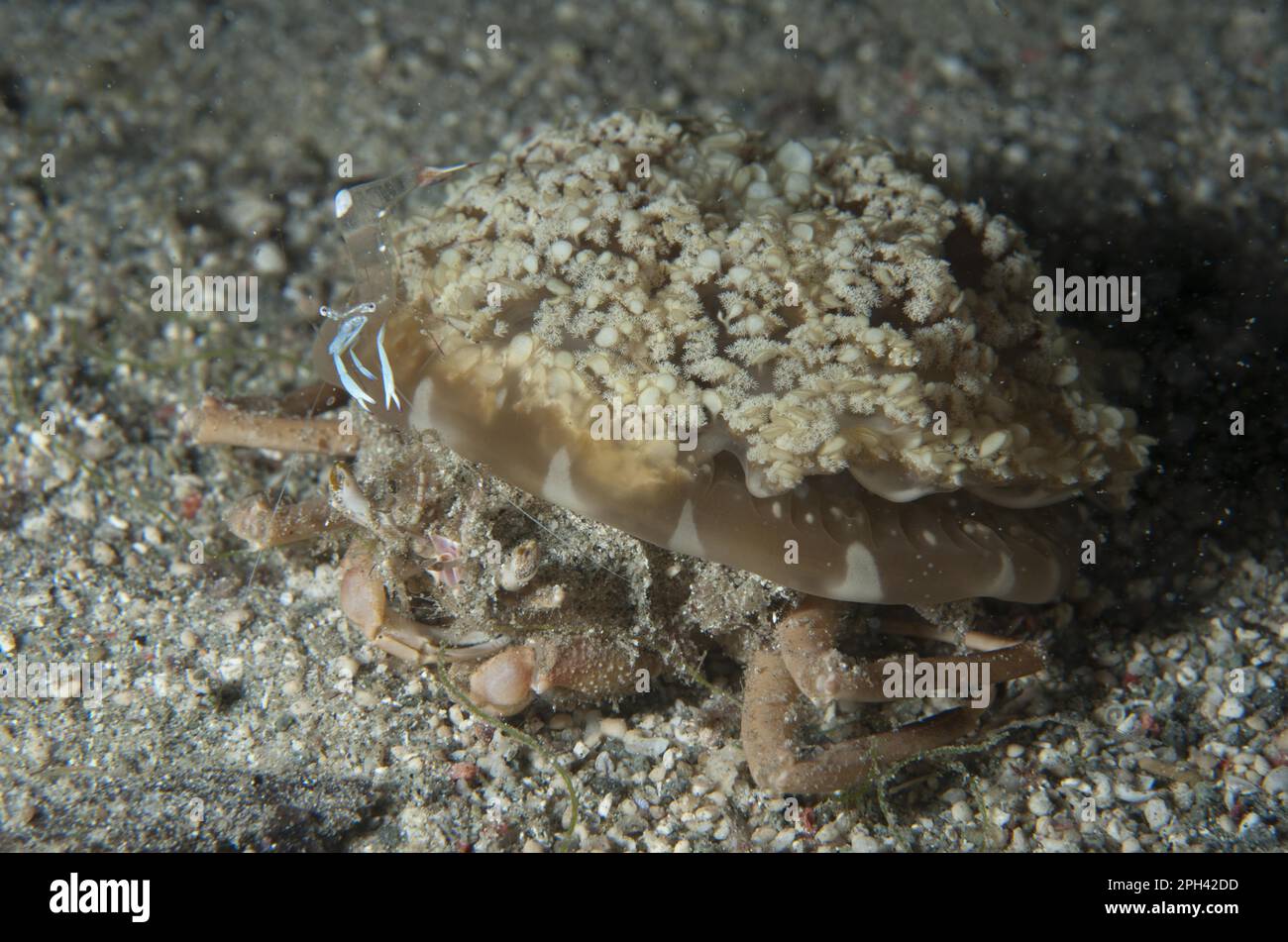 Jellyfish carrying adult crabs (Ethusa spec.), N. P. Klei carrying ...