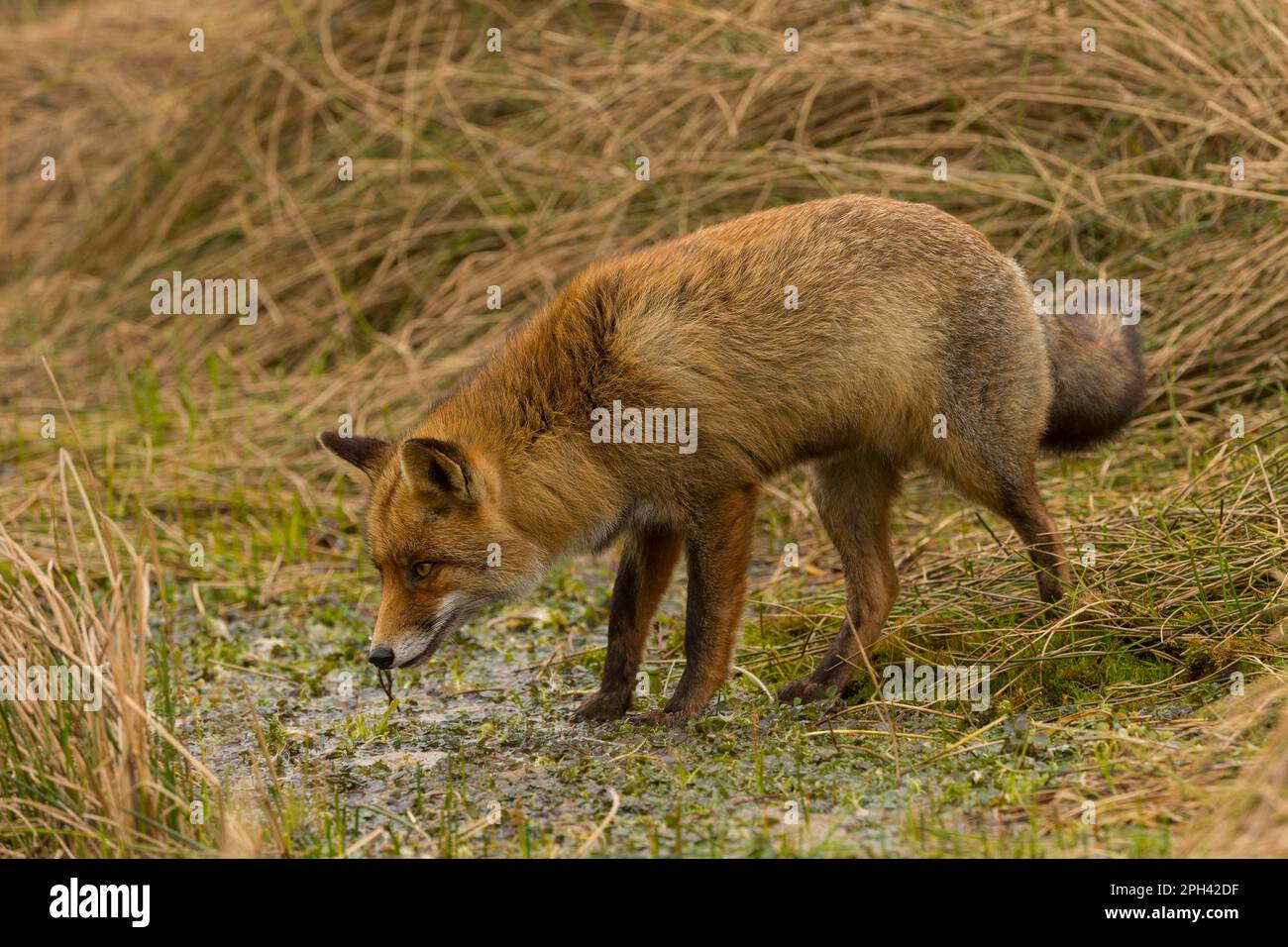 Red fox (Vulpes vulpes), Dunes of North Holland, Netherlands Stock ...