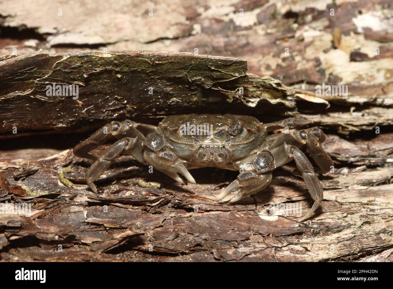 Chinese Mitten Crab (Eriocheir sinensis) introduced species, adult ...