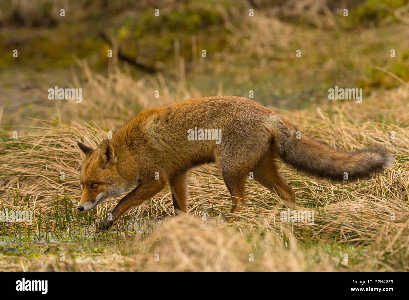 Red fox (Vulpes vulpes), Dunes of North Holland, Netherlands Stock ...
