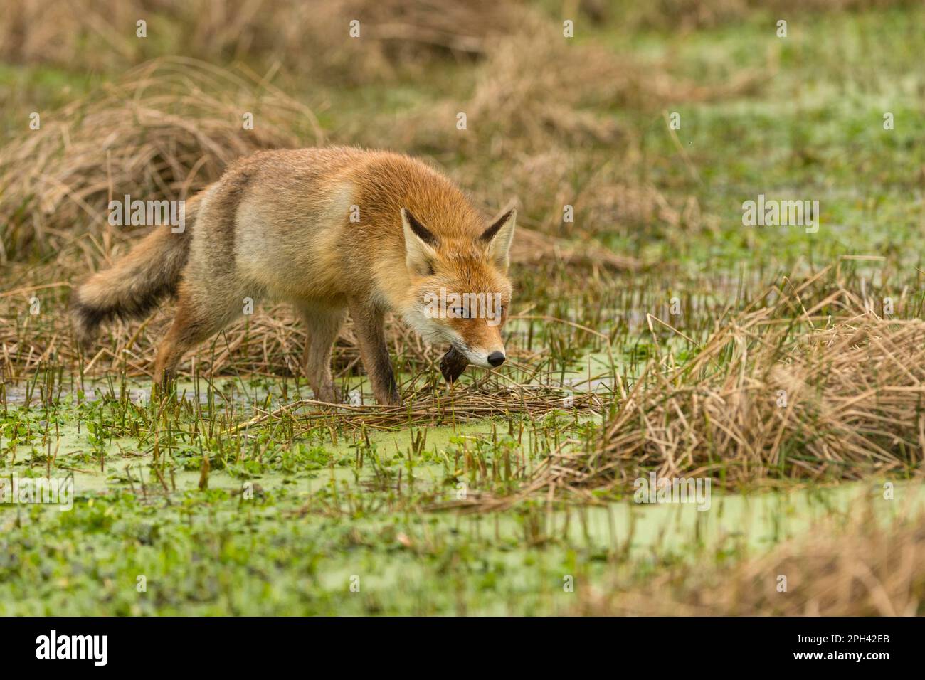 Red fox north holland hi-res stock photography and images - Alamy