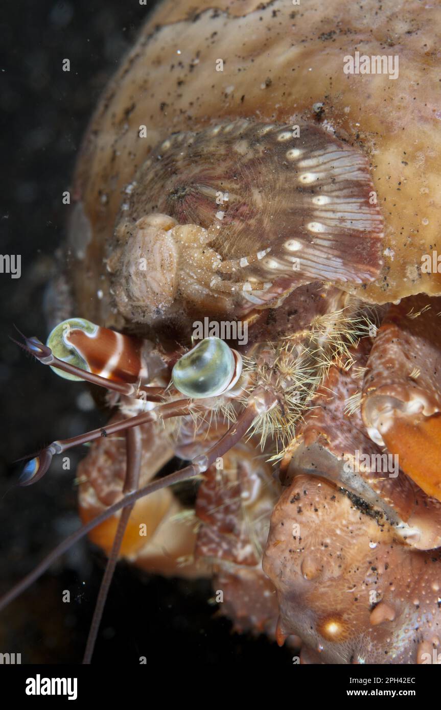 Hermit crab on anemone hi-res stock photography and images - Alamy