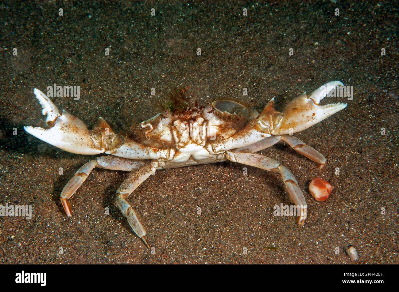 Rudder crab, Rudder crabs, Swimming crab, Swimming crabs, Other animals ...