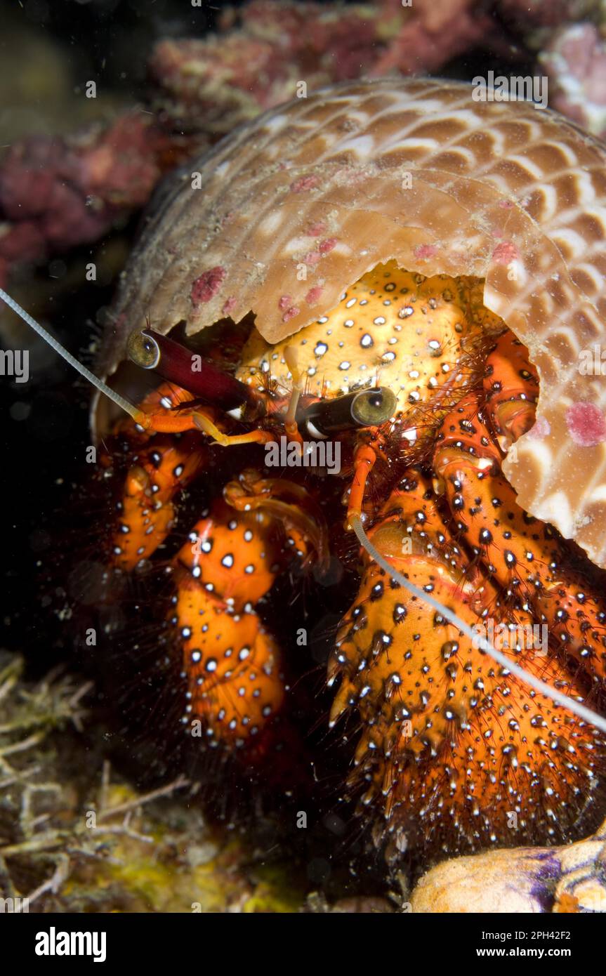 White-spotted hermit crabs (Dardanus megistos), White-spotted Hermit ...