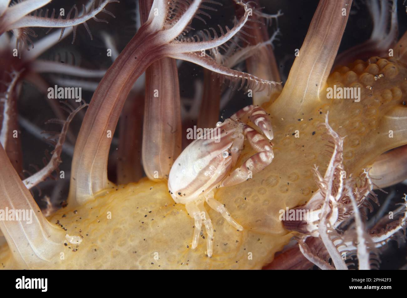 Porcelain Crab, Porcelain crabs, Other animals, Crustaceans, Animals ...