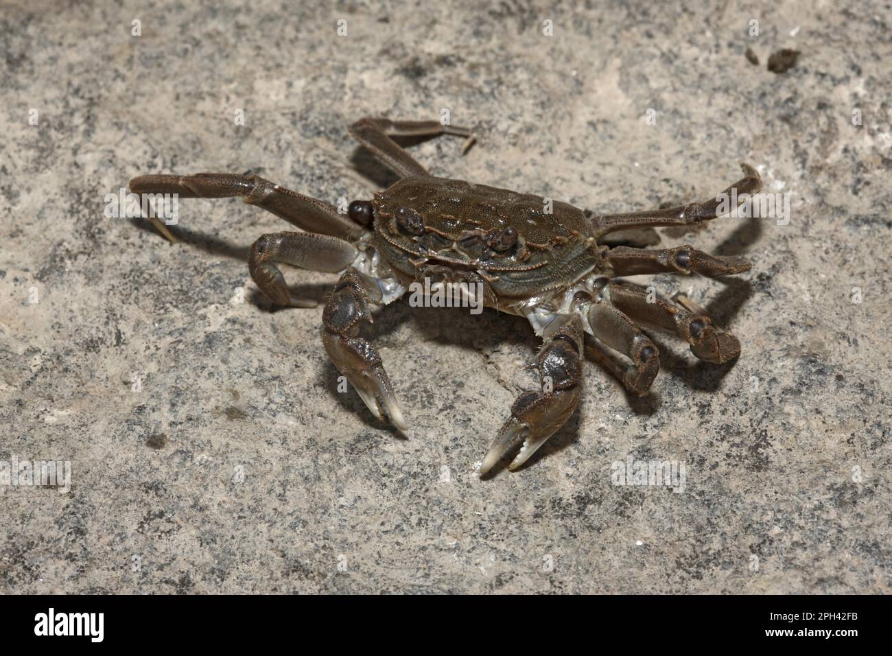Chinese Mitten Crab (Eriocheir sinensis) introduced species, adult, River Thames, London ...