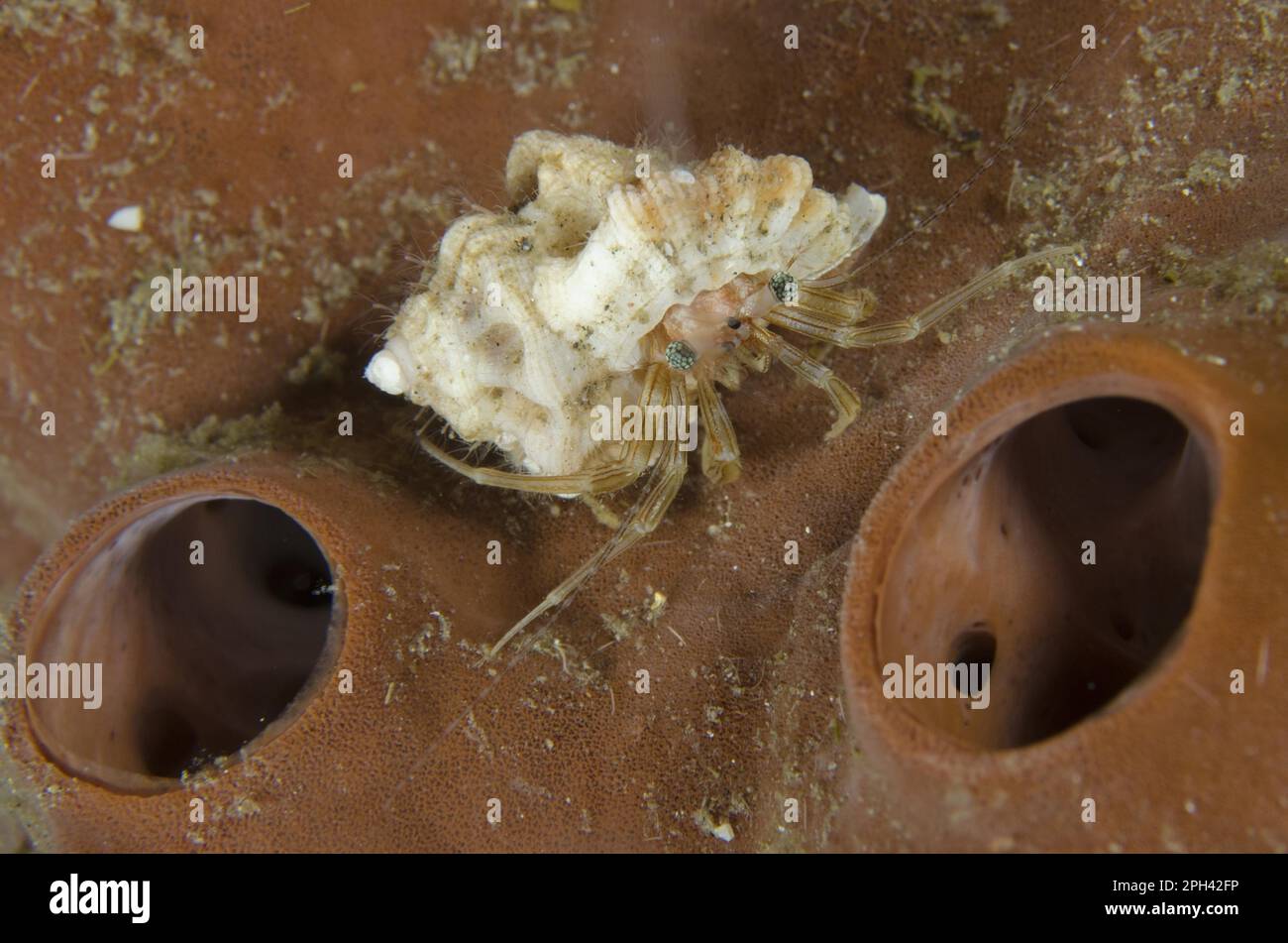 Hermit Crab, Hermit crabs, Other animals, Crustaceans, Animals, Tiny ...