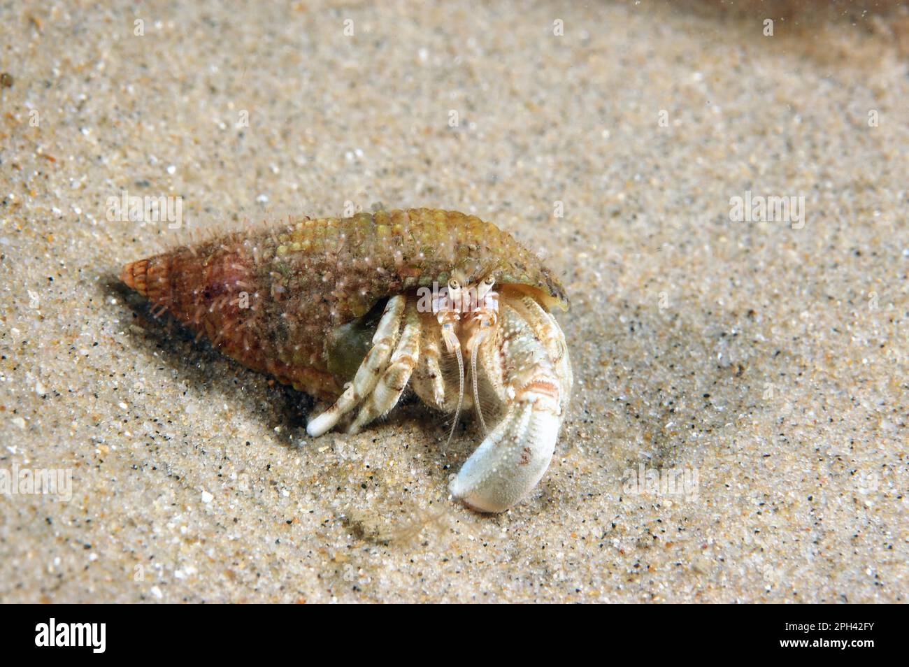 Mediterranean Sand Coast Hermit Crab, Mediterranean Sand Coast Hermit ...