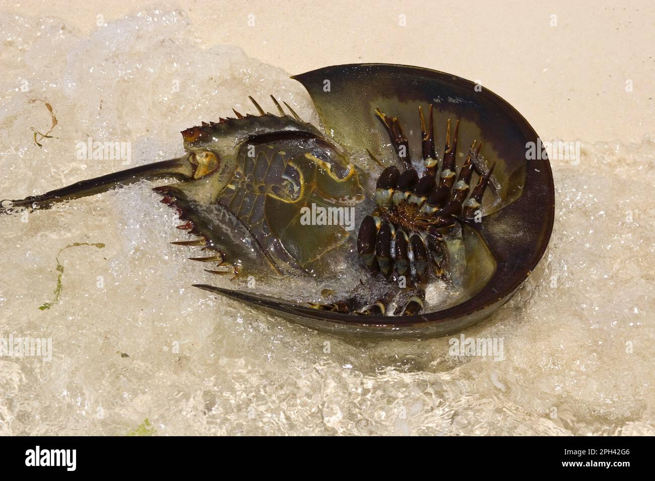 Animals, Other animals, Arrowhead crabs, Mangrove Horseshoe Crab ...